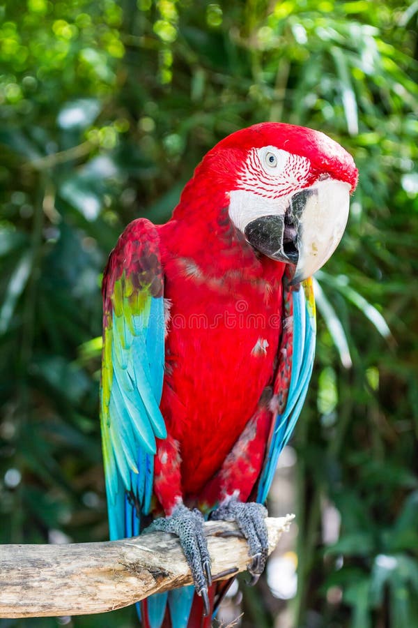 Red macaw stock photo. Image of macaw, captivity, nature - 28909576