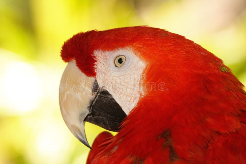 Red Macaw stock image. Image of parrot, feather, bird - 2936425