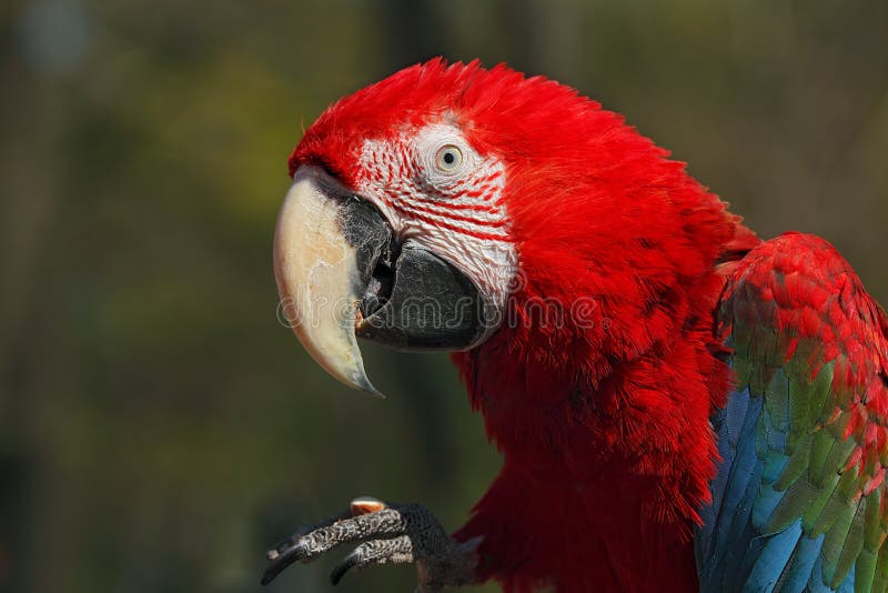 Red macaw stock photo. Image of natural, exotic, fluffy - 29426066