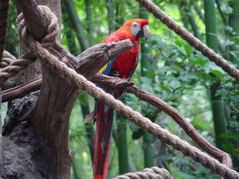 Red Macaw stock image. Image of birds, bird, parrot, feathers - 3968805