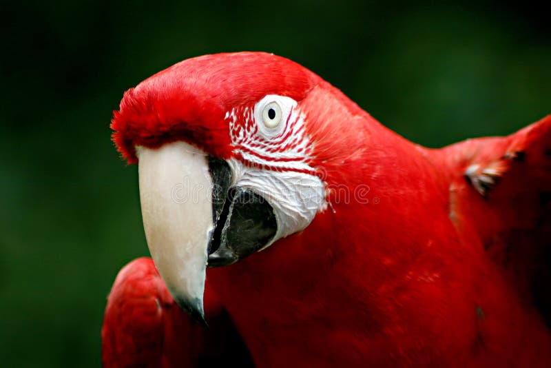 Red macaw stock image. Image of natural, fauna, macaw, bird - 758503
