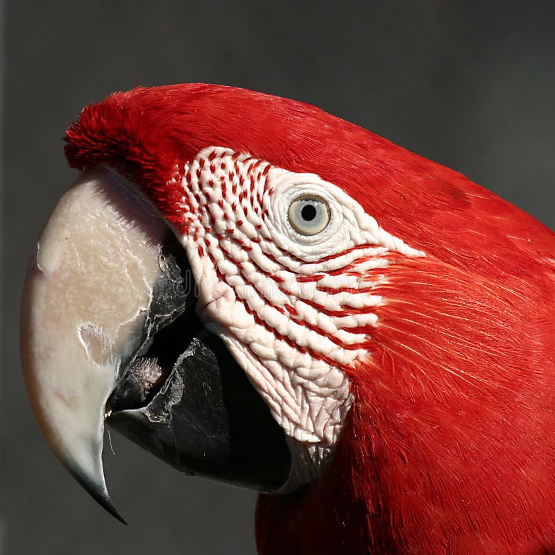 Red Macaw stock photo. Image of bright, avian, flashy, gaudy - 981264