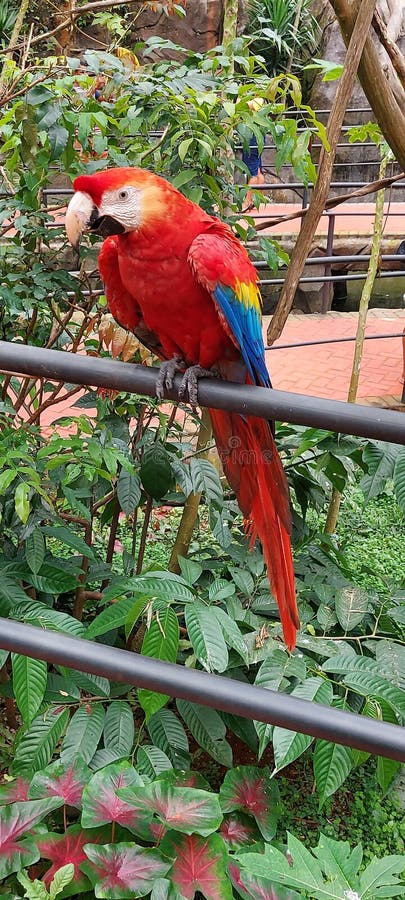 Red Macaw from Amazon Rainforest Brazil Stock Image - Image of parakeet ...