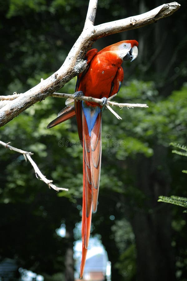 Red Macaw stock photo. Image of tree, beak, colored, posing - 95803146