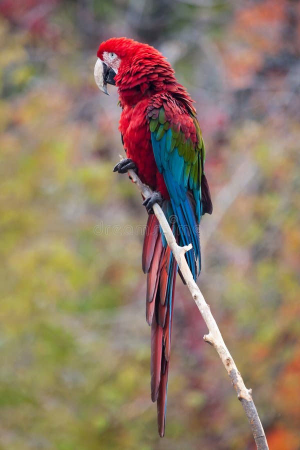 Red macaw stock image. Image of wildlife, macaw, green - 60269069