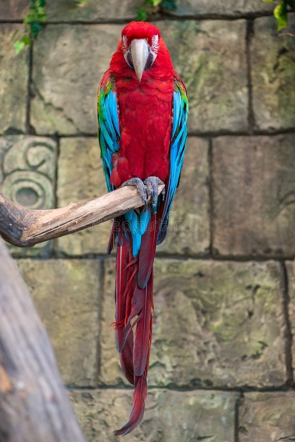 Red Macaw Parrot with a Long Tail Stock Image - Image of natural, bird ...