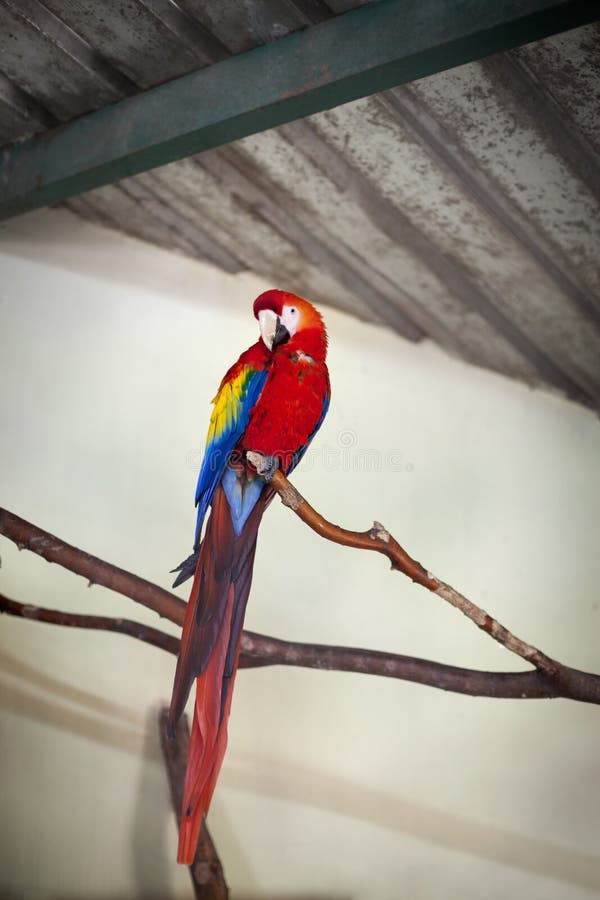 Red macaw parrot stock photo. Image of macaw, tail, cute - 95155230