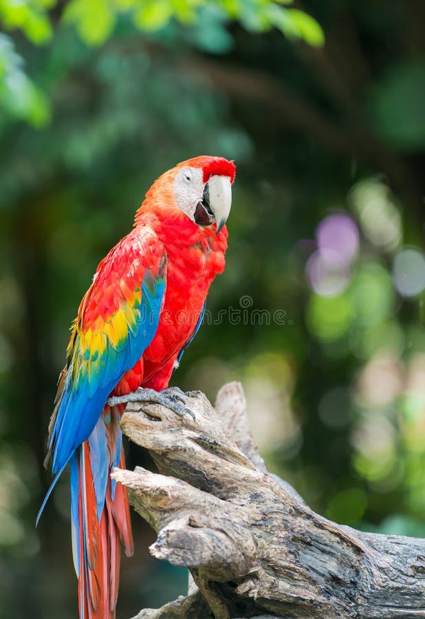 Red Macaw Parrot Stand on Branch Stock Image - Image of nature, scarlet ...