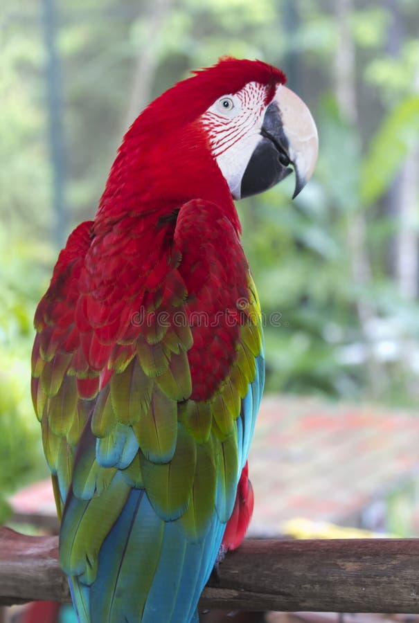 Red macaw parrot stock photo. Image of birds, beak, animals - 47848246