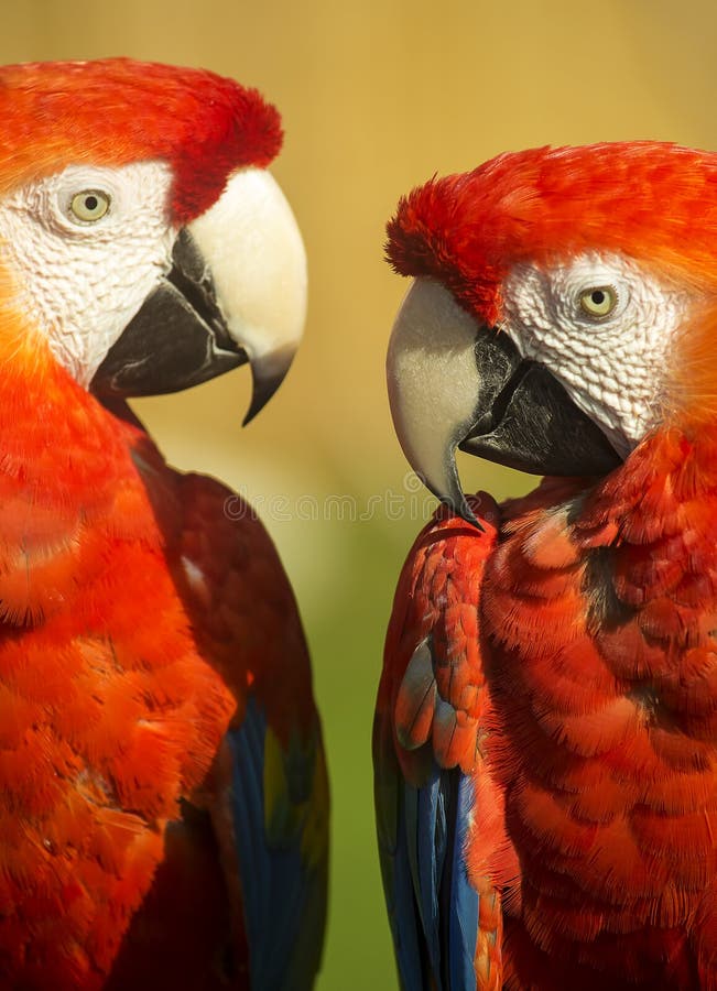 Red macaw parrots stock photo. Image of rainforest, american - 45469194