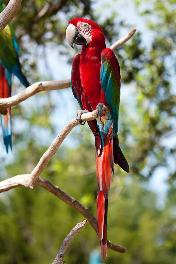 Red Macaw Perched On A Tree Stock Image - Image of blue, parrot: 25623523