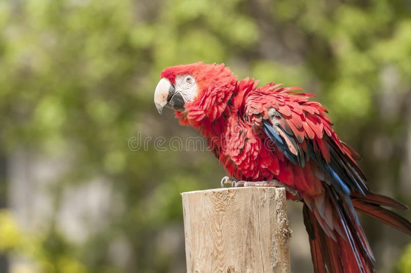 Red Macaw stock photo. Image of bright, scarlet, exotic - 31728834