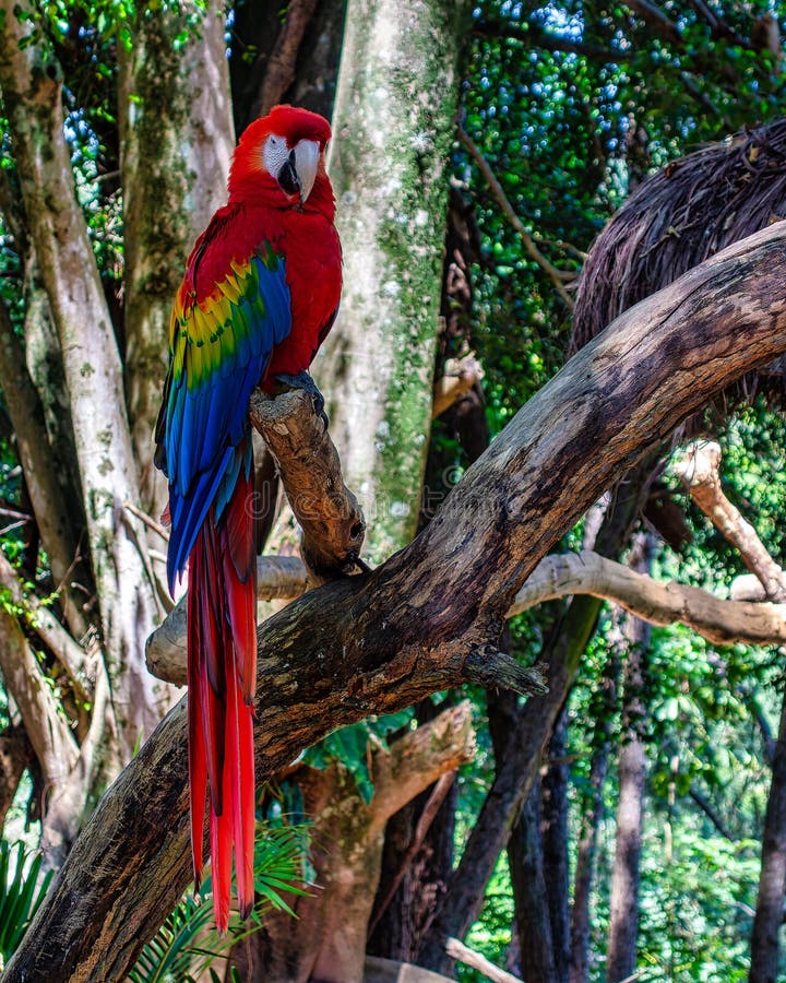 Red Macaw. Portrait of a Red Macaw Perching on a Tree Trunk Stock Image ...