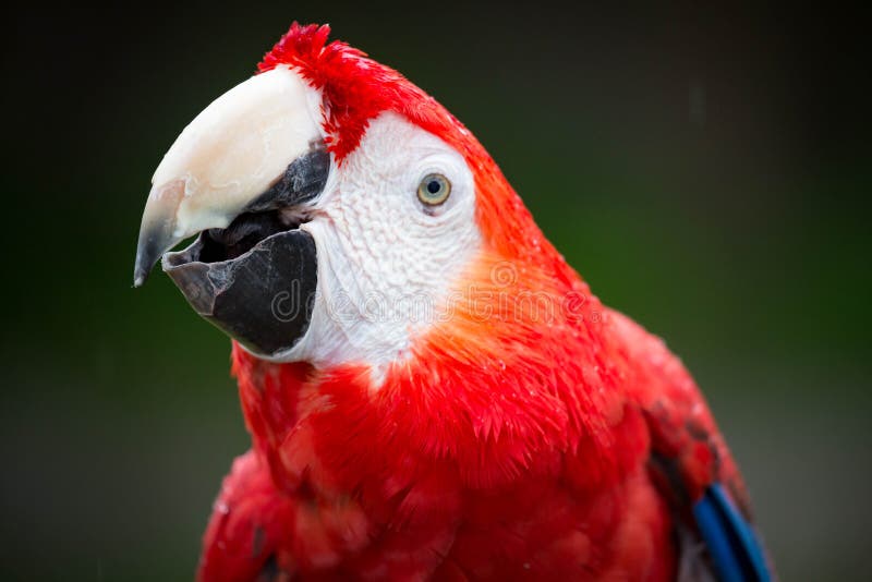 Red Macaw stock image. Image of tropical, scarlet, jungle - 100413629