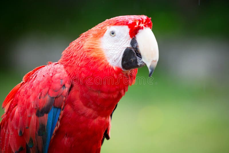 Red Macaw stock image. Image of closeup, scarlet, nature - 100413819