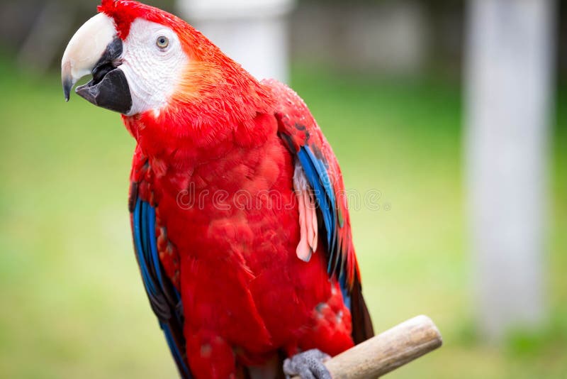 Red Macaw stock photo. Image of tropical, bright, macaw - 100414058