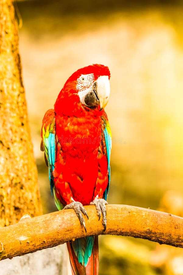 Red macaw in Thai stock image. Image of timber, colourful - 101836925