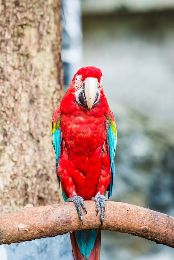 Red macaw in Thai stock photo. Image of color, vibrant - 100540784