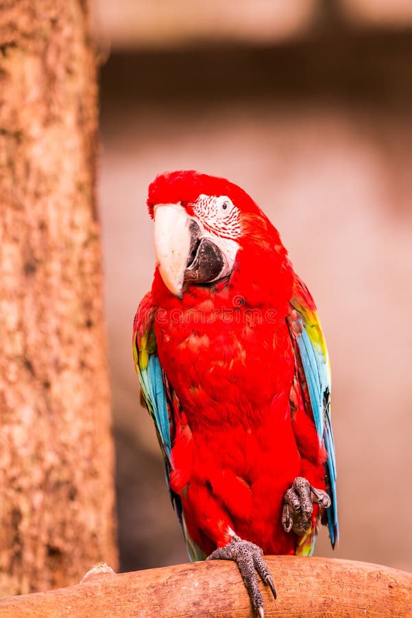 Red macaw in Thai stock photo. Image of fauna, tropics - 249840598
