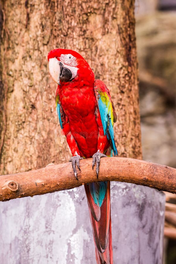 Red macaw in Thai stock image. Image of beak, show, wildlife - 249840623