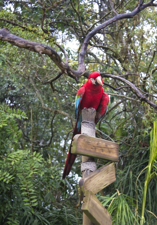 Red Macaw stock image. Image of ecology, tropical, macaw - 49182021