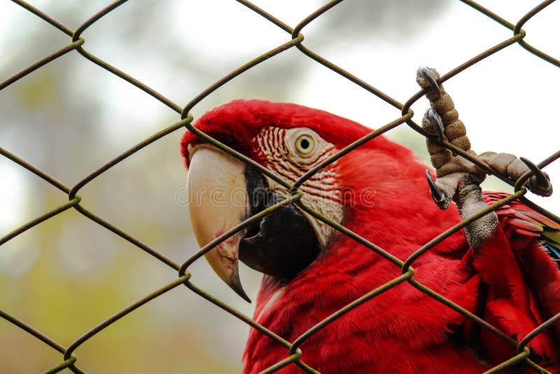 Red macaw. stock photo. Image of park, create, together - 95643488