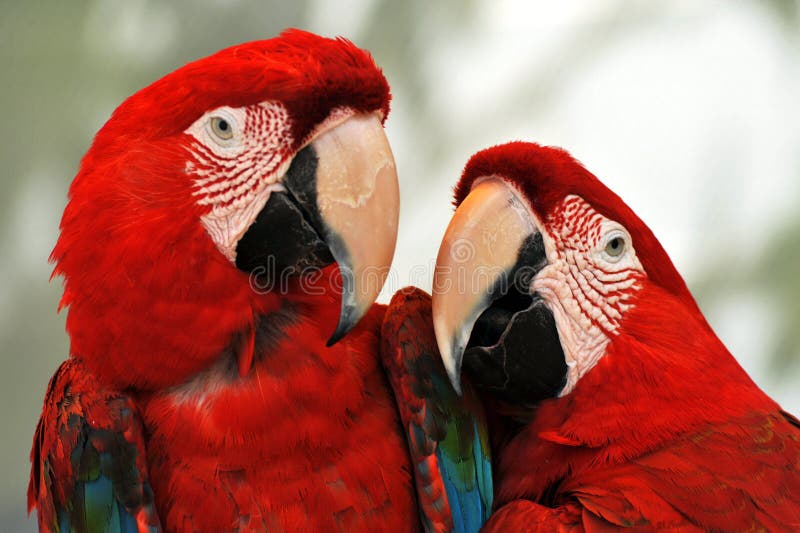 Red macaws stock image. Image of pair, horizontal, face - 13221267