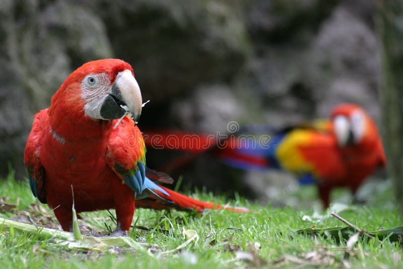 Red Macaws stock image. Image of amazon, colorfull, macaw - 375993