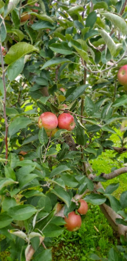Red apple tree in Ohio stock photo. Image of healthy - 128533566