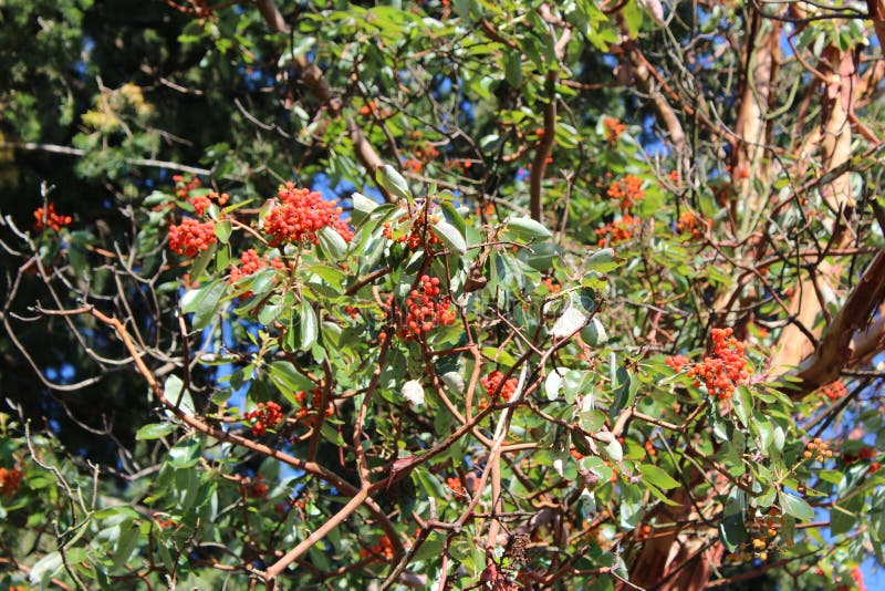 Red Madrona Berries Ripen in Fall Stock Photo - Image of botanical ...