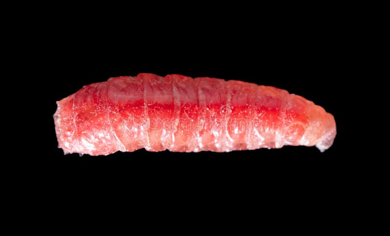 Bot Fly Maggot Worm Parasite Insect Stock Image - Image of butterfly ...
