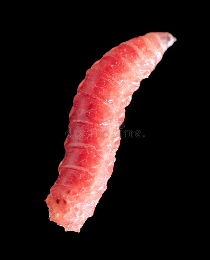 Bot Fly Maggot Worm Parasite Insect Stock Image - Image of butterfly ...