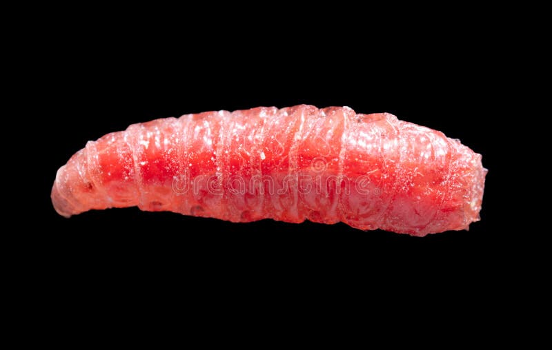 Bot Fly Maggot Worm Parasite Insect Stock Image - Image of butterfly ...