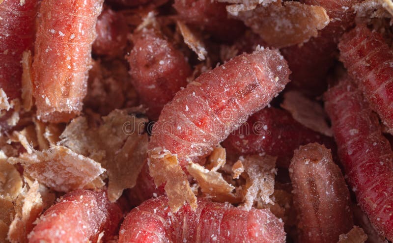 Red Maggot Worms in Sawdust. Stock Image - Image of animal, animals ...