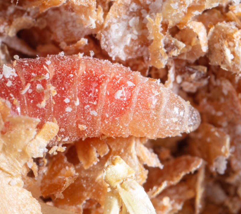 Red Maggot Worms in Sawdust. Stock Photo - Image of insect, food: 243220418