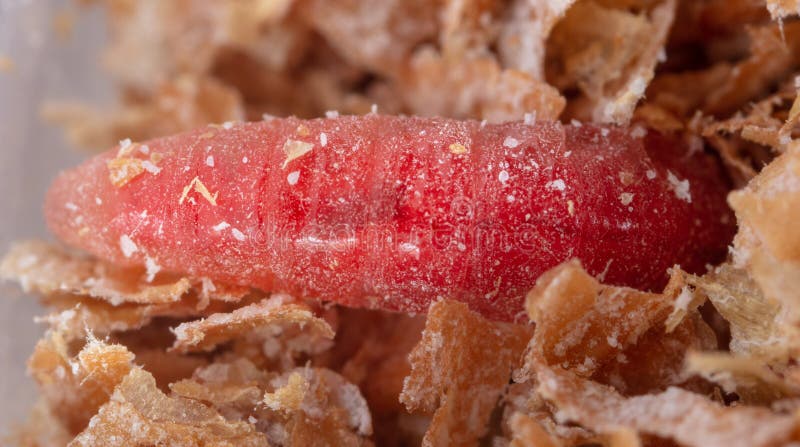 Red Maggot Worms in Sawdust. Stock Image - Image of animal, animals ...