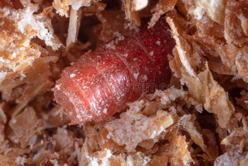 Red Maggot Worms in Sawdust. Stock Photo - Image of small, white: 244794886