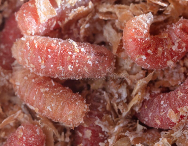 Red Maggot Worms in Sawdust. Stock Image - Image of small, worms: 244960419