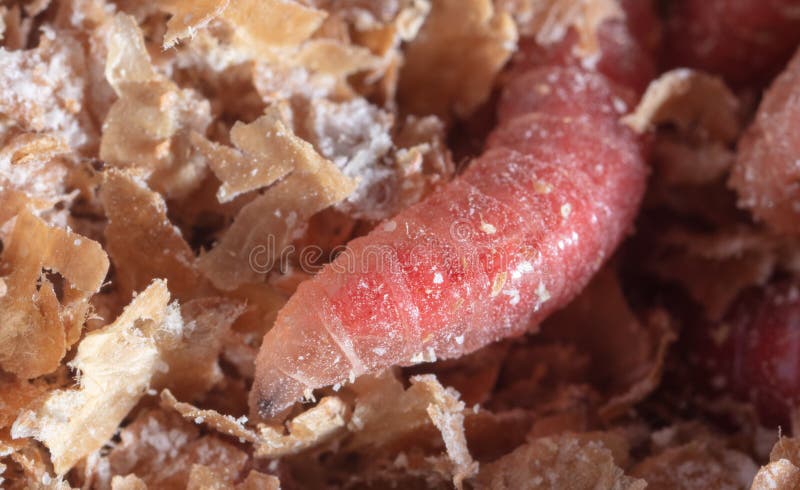 Red Maggot Worms in Sawdust. Stock Image - Image of sawdust, texture ...