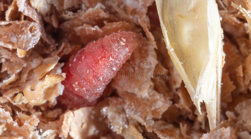 Red Maggot Worms in Sawdust. Stock Photo - Image of larvae, creepy ...