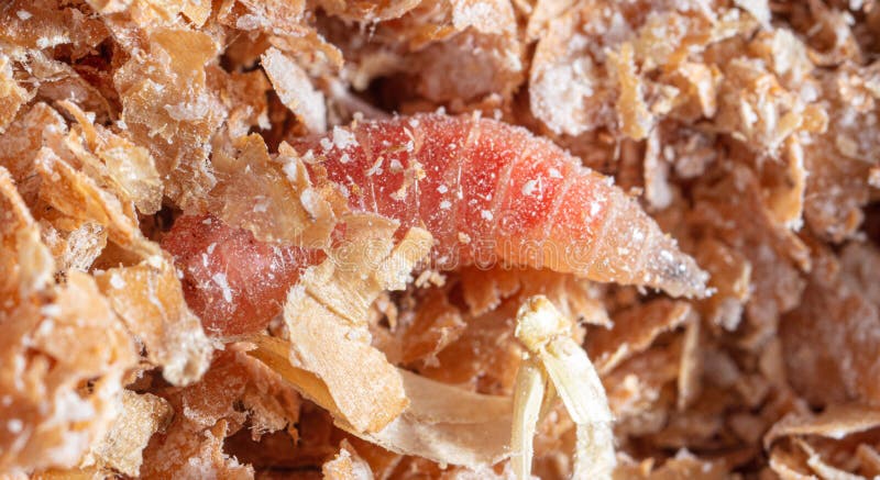 Red Maggot Worms in Sawdust. Stock Photo - Image of nature, fish: 247461762