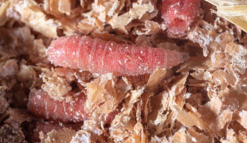 Red Maggot Worms in Sawdust. Stock Image - Image of insect, nature ...