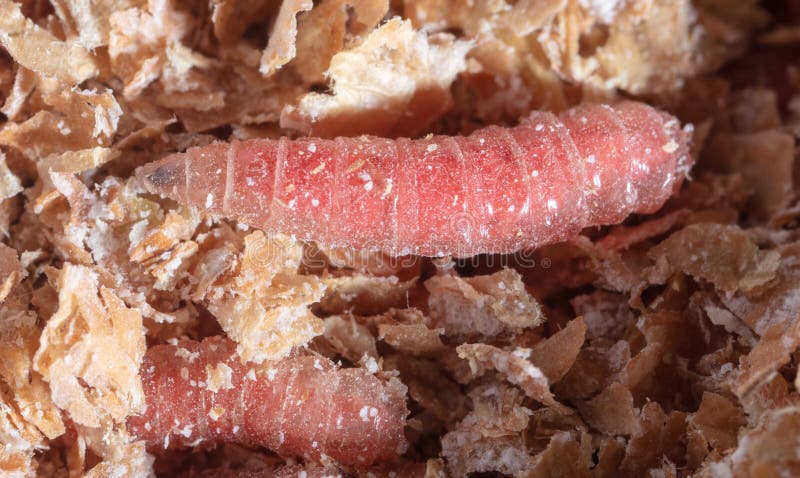 Red Maggot Worms in Sawdust. Stock Photo - Image of small, insect ...