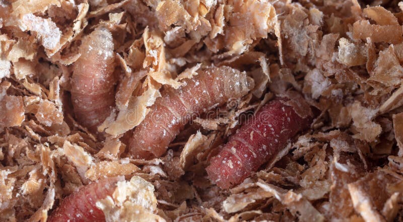 Red Maggot Worms in Sawdust. Stock Image - Image of animal, animals ...