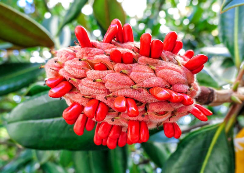 Red Magnolia Fruit Close Up Stock Photo - Image of environment ...