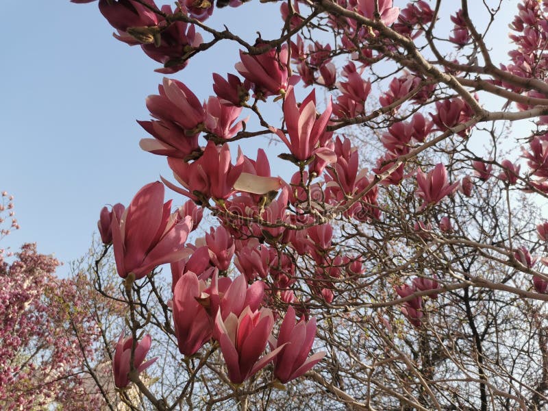 Red Magnolia in Full Bloom Under Sky Stock Image - Image of tree ...