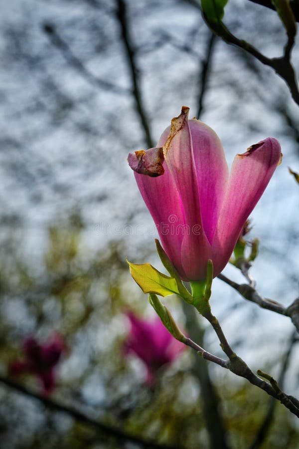 Red Magnolia in Morarilor Park Stock Photo - Image of daylight, daytime ...