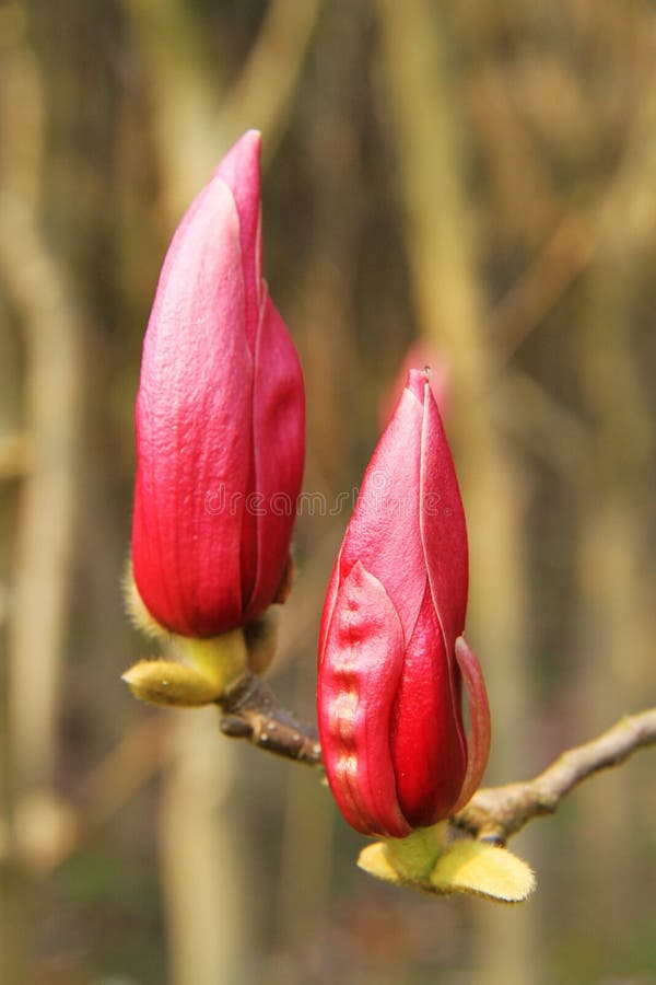 Red magnolia stock photo. Image of china, springtime - 155019328