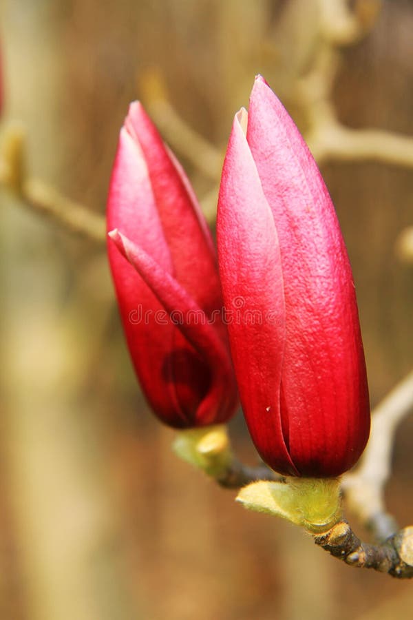 Red magnolia stock photo. Image of ciose, malacoides - 155018954