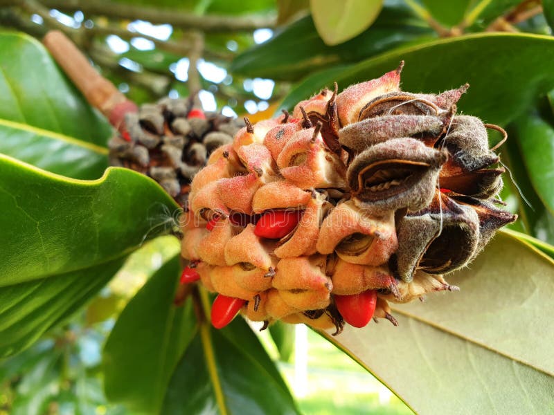 Magnolia seeds and fruit stock photo. Image of gree, flower - 47216568